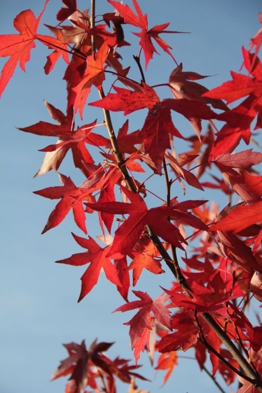 Amberboom 'Worplesdon', Liquidambar styraciflua 'Worplesdon' kopen